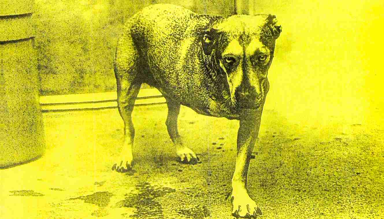 ALICE IN CHAINS: Studio Album by ALICE IN CHAINS (Tripod)