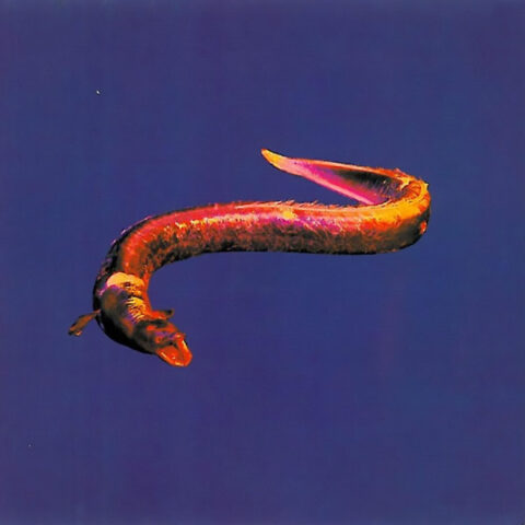 THE BREEDERS: POD Debut Studio Album (1990)